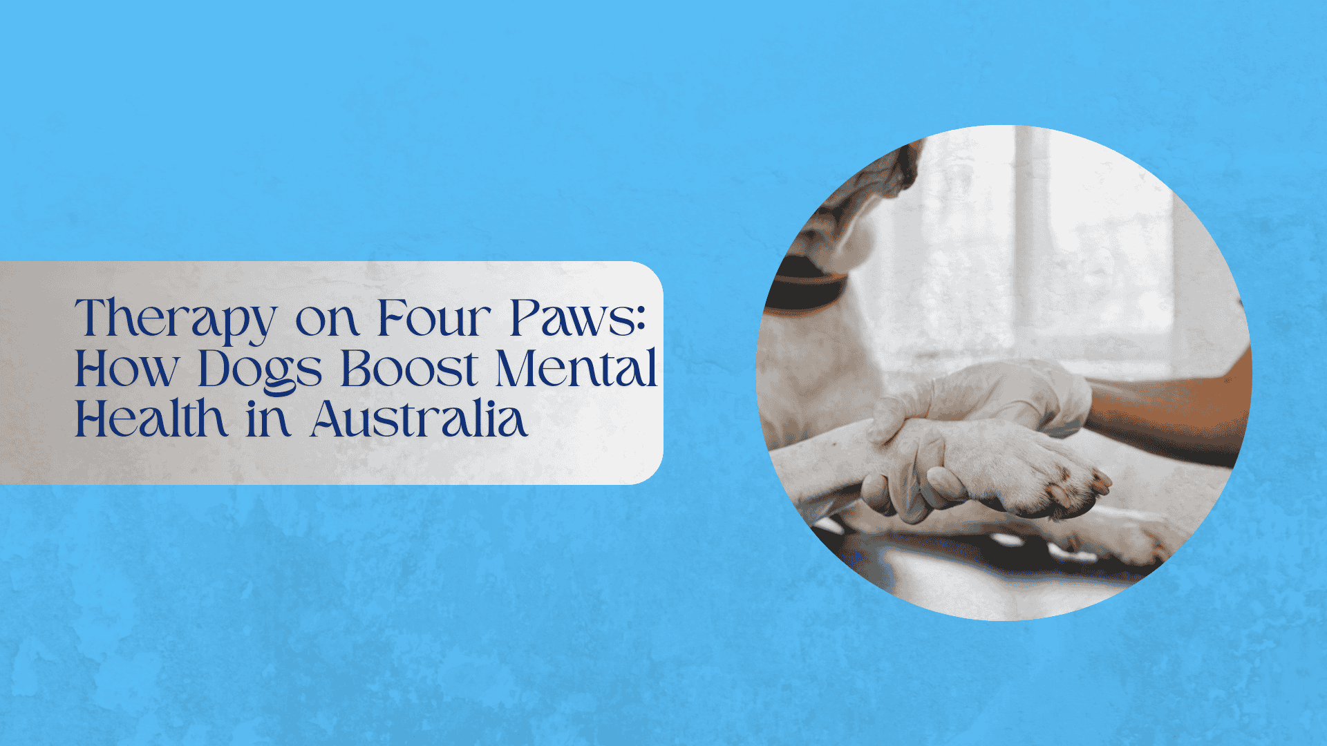 Therapy on Four Paws: How Dogs Boost Mental Health in Australia ...